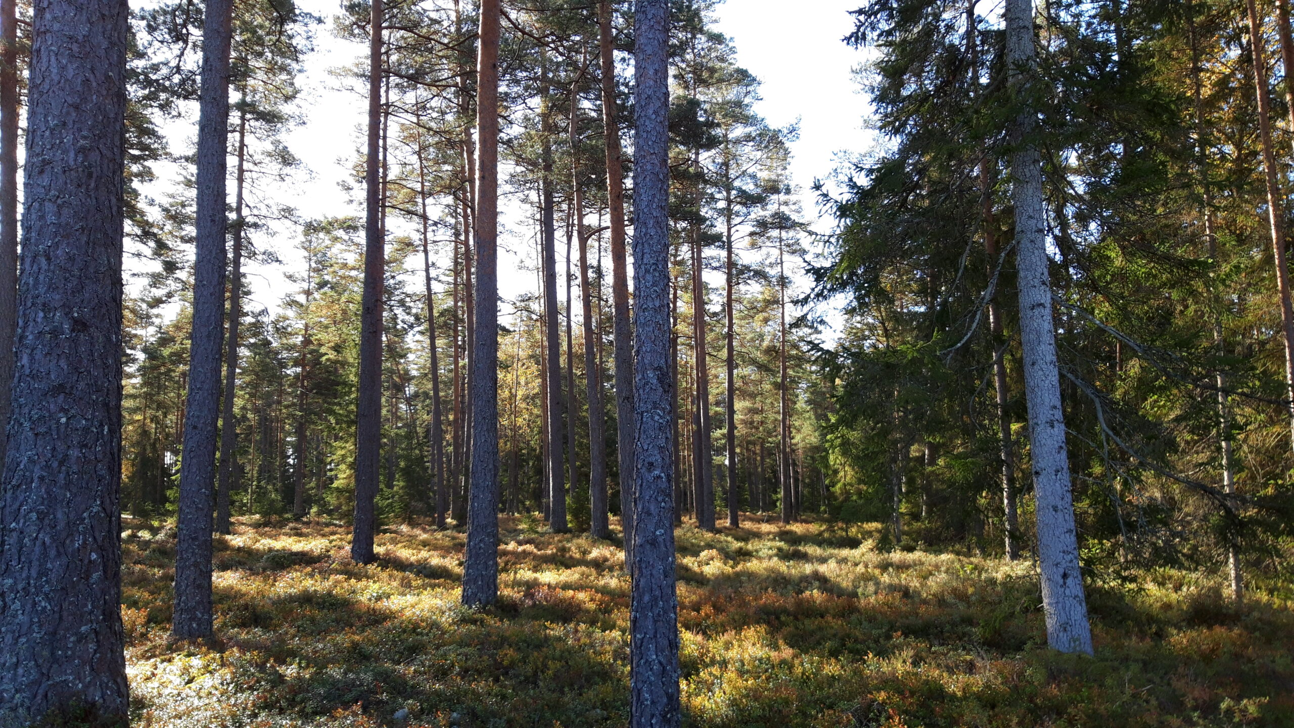 Stor efterfrågan på virke just nu - Lantbruksnytt