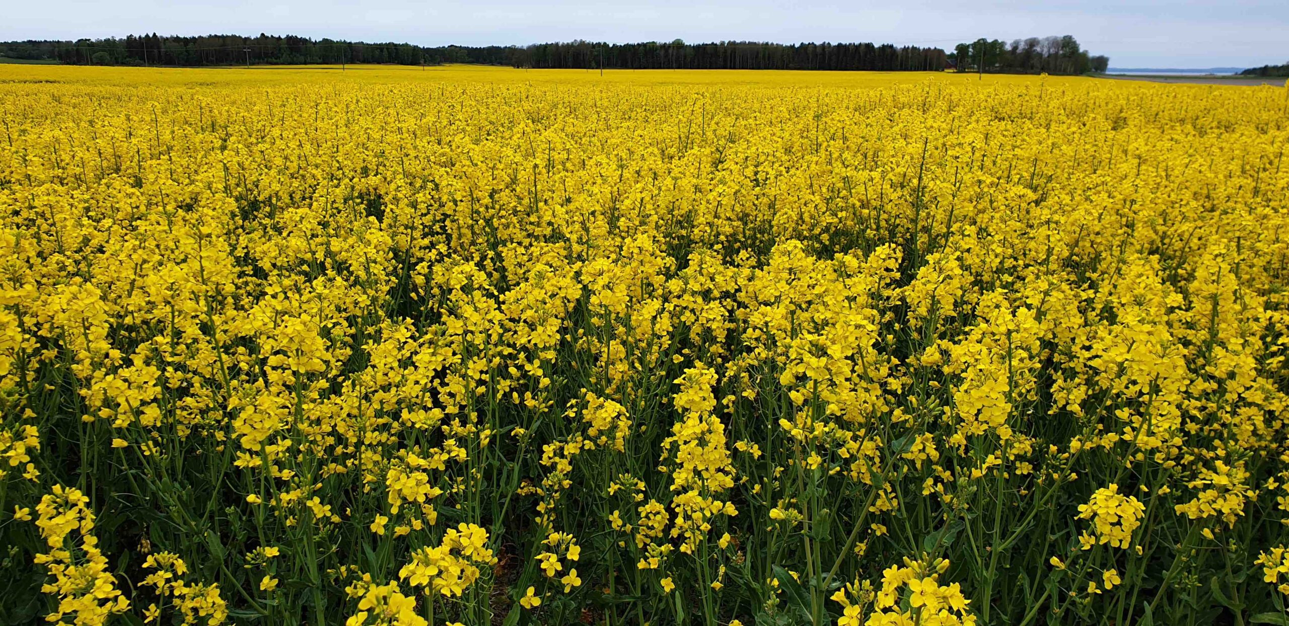 Omsådda sockerbetor och varierande höstraps - Lantbruksnytt