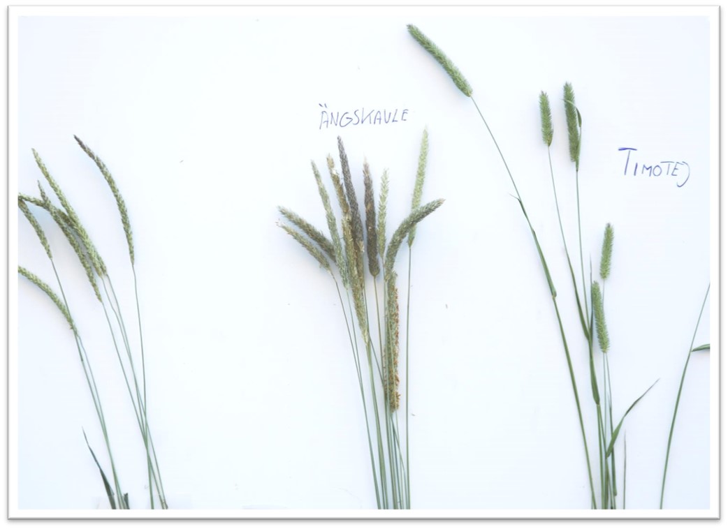 Lär se skillnad på problemogräsen - Lantbruksnytt